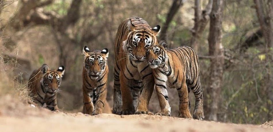 Manas National Park - a wildlife world heritage of India