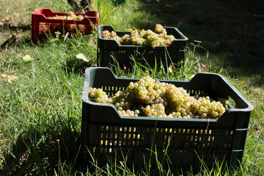 Albariño Is on the Rise | Wine Enthusiast