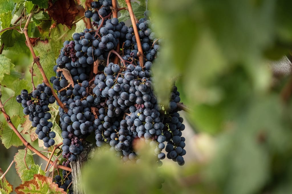 Merlot vs. Malbec: Battle of the Big Reds | Wine Enthusiast