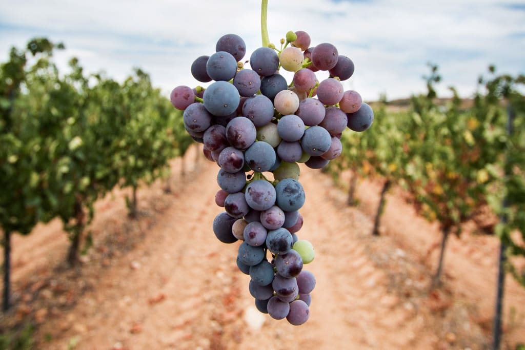 South American Grapes of European Origin | Wine Enthusiast