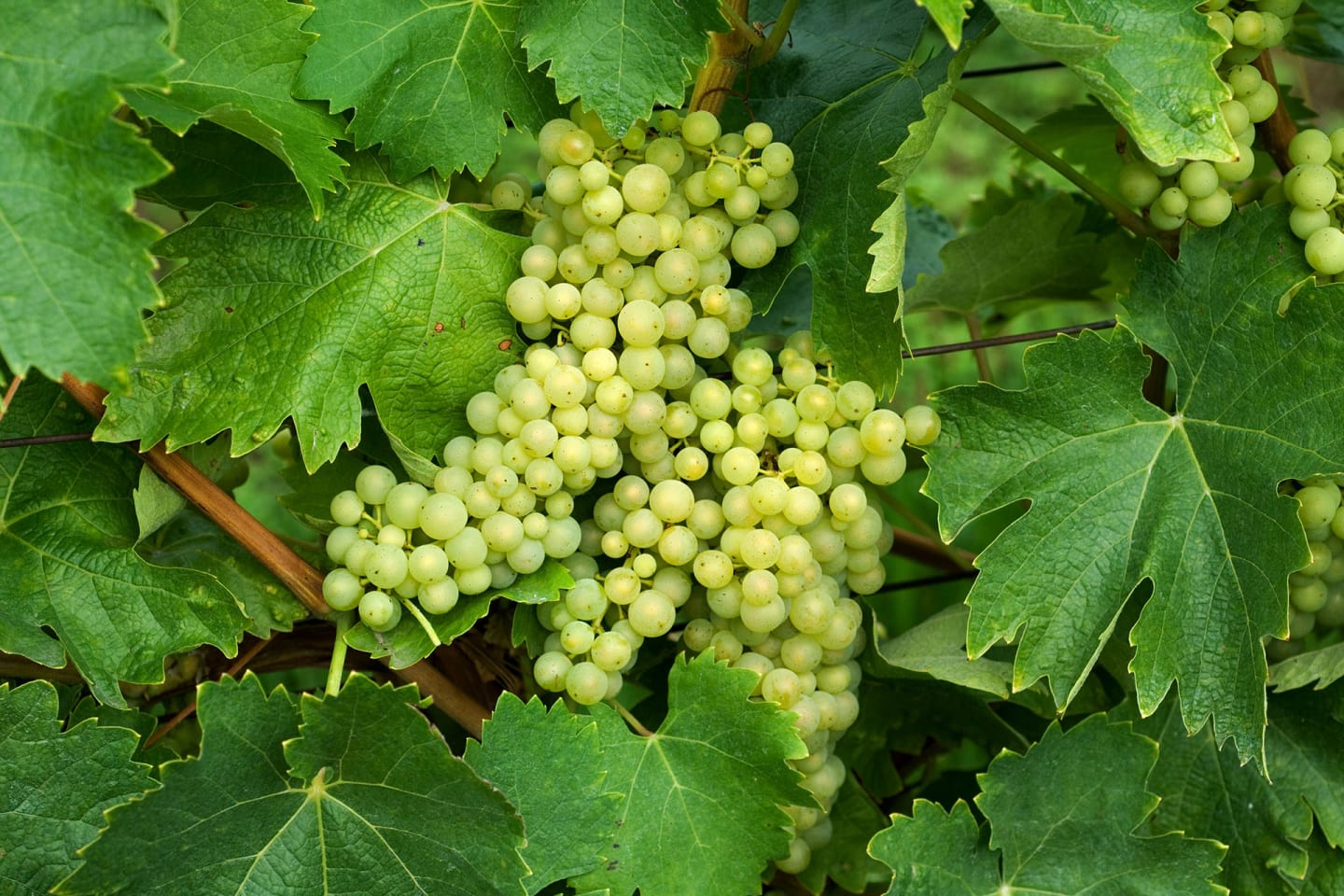 12 Essential Italian White Wine Grapes | Wine Enthusiast