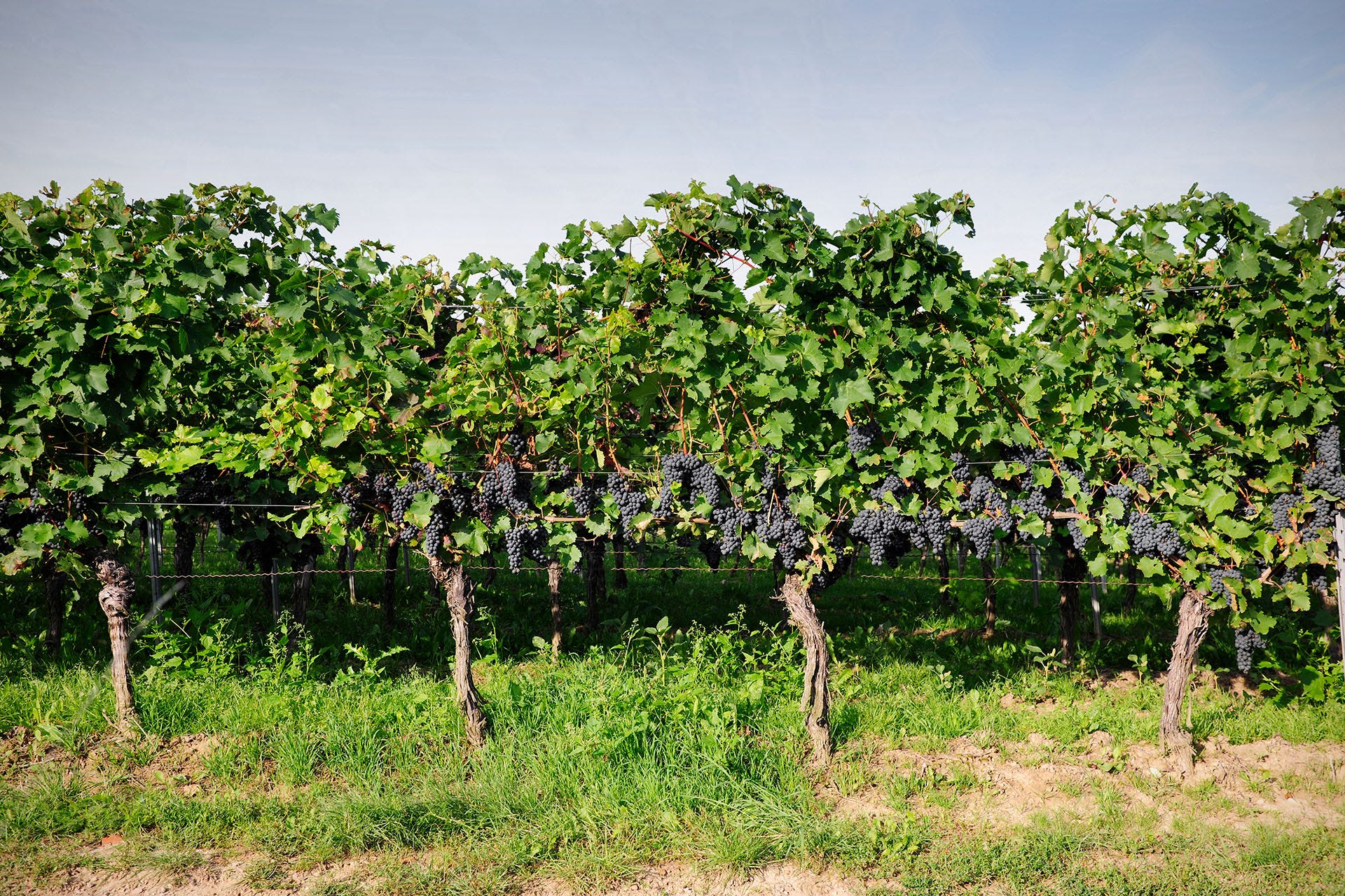 German Wines to Drink Now and Why | Wine Enthusiast