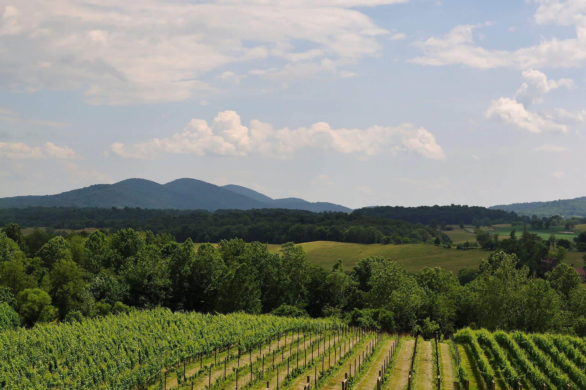 The Best Virginia Wines to Buy Right Now | Wine Enthusiast