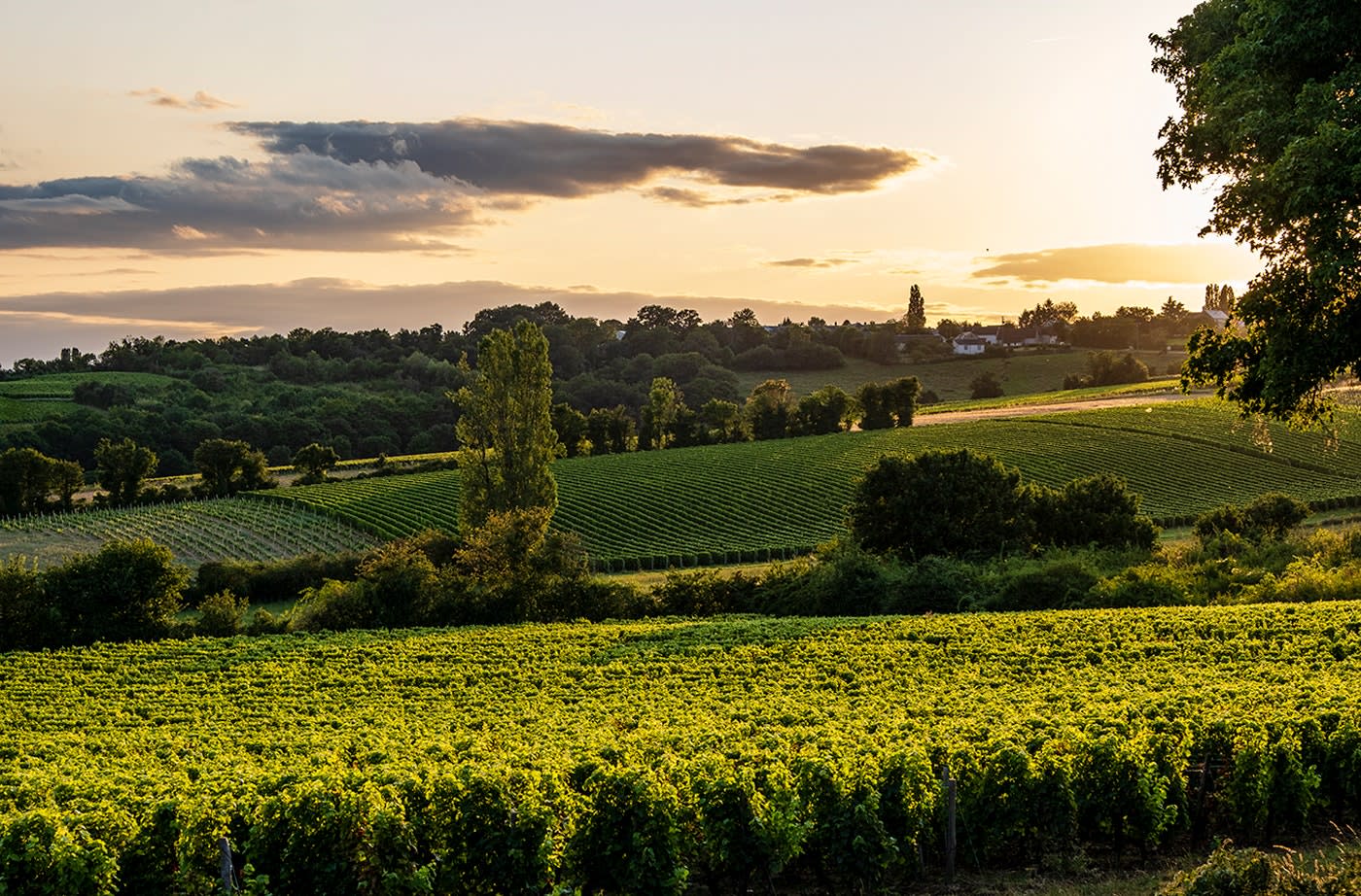 Centre-Loire: Menetou-Salon | Wine Enthusiast