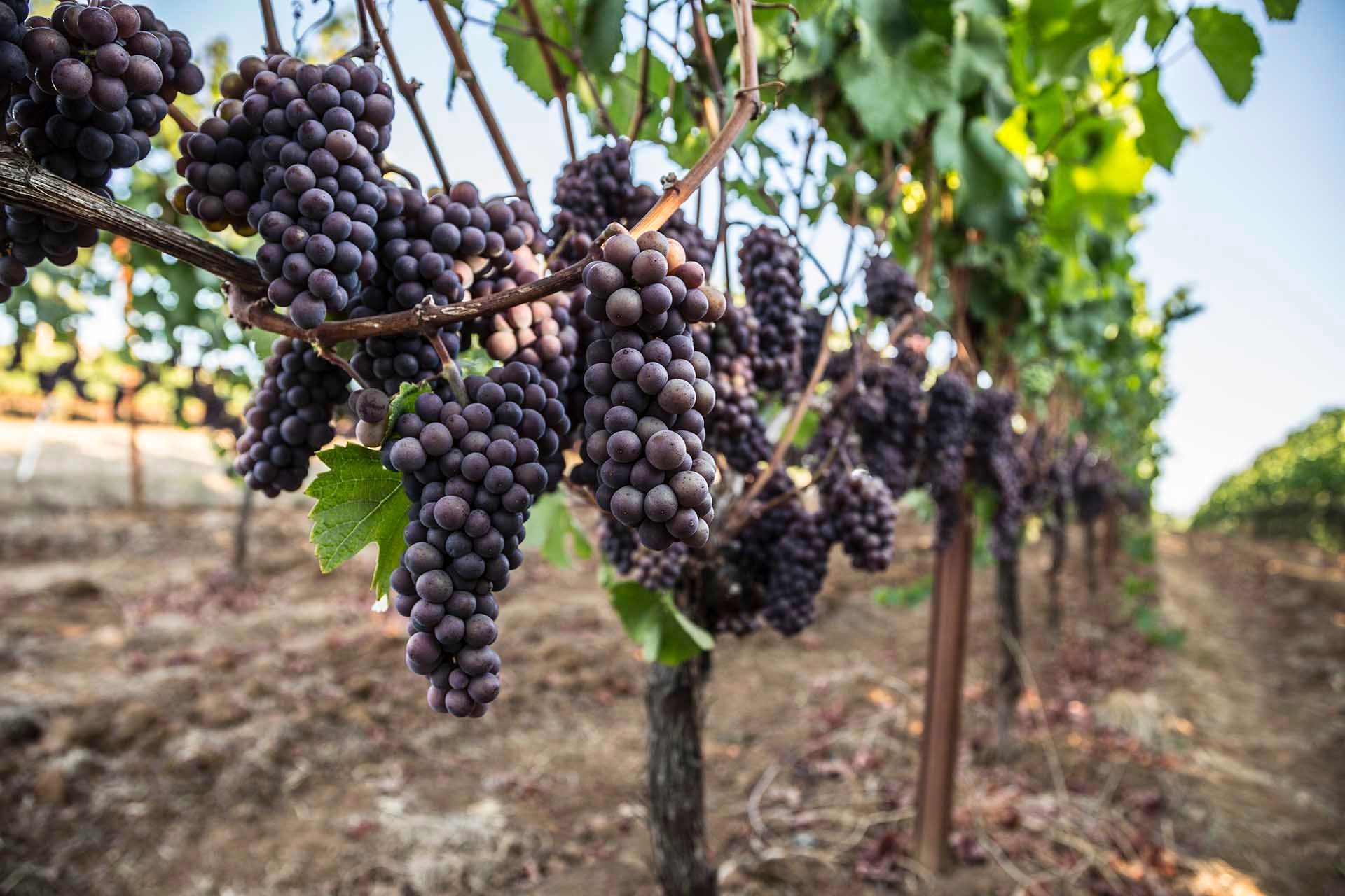 The Surprising Story of Oregon’s Other Pinot | Wine Enthusiast
