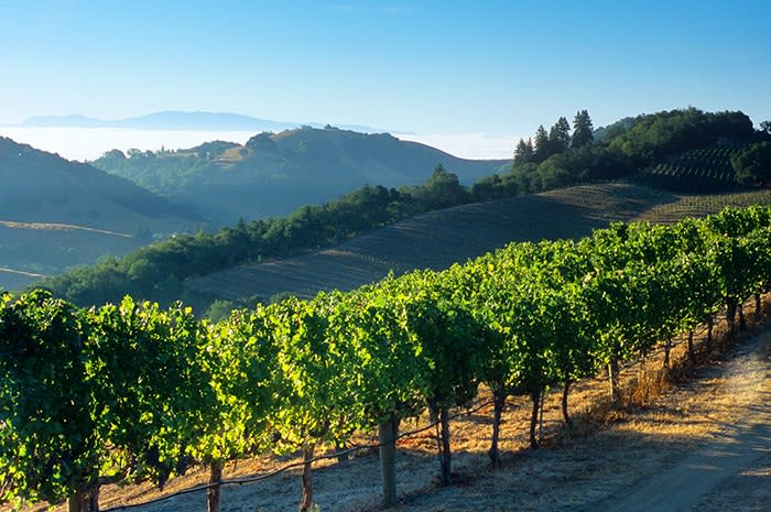 Napa Land Value Soars, No Signs of Stopping | Wine Enthusiast