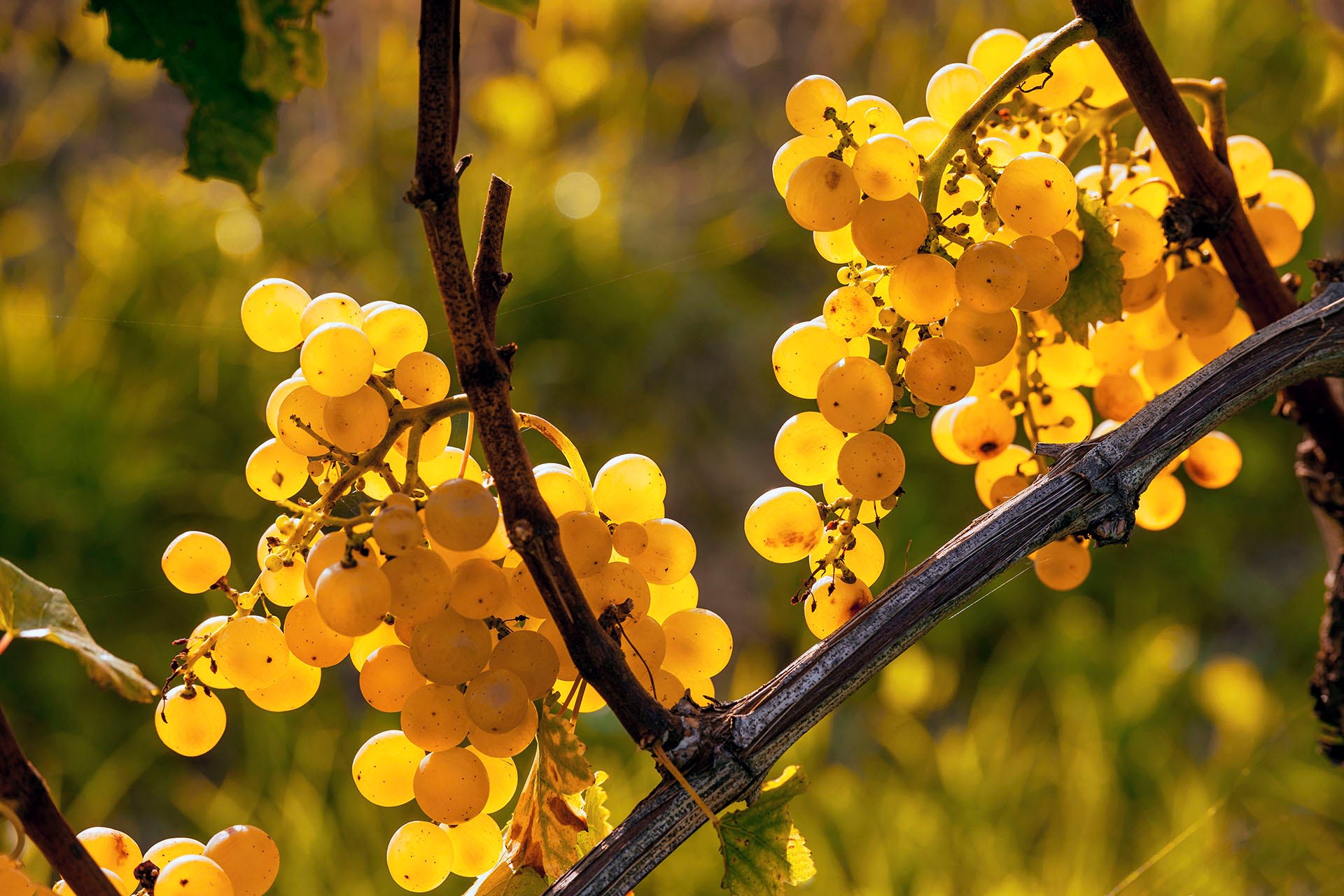 Explore the Many Styles of German Riesling | Wine Enthusiast