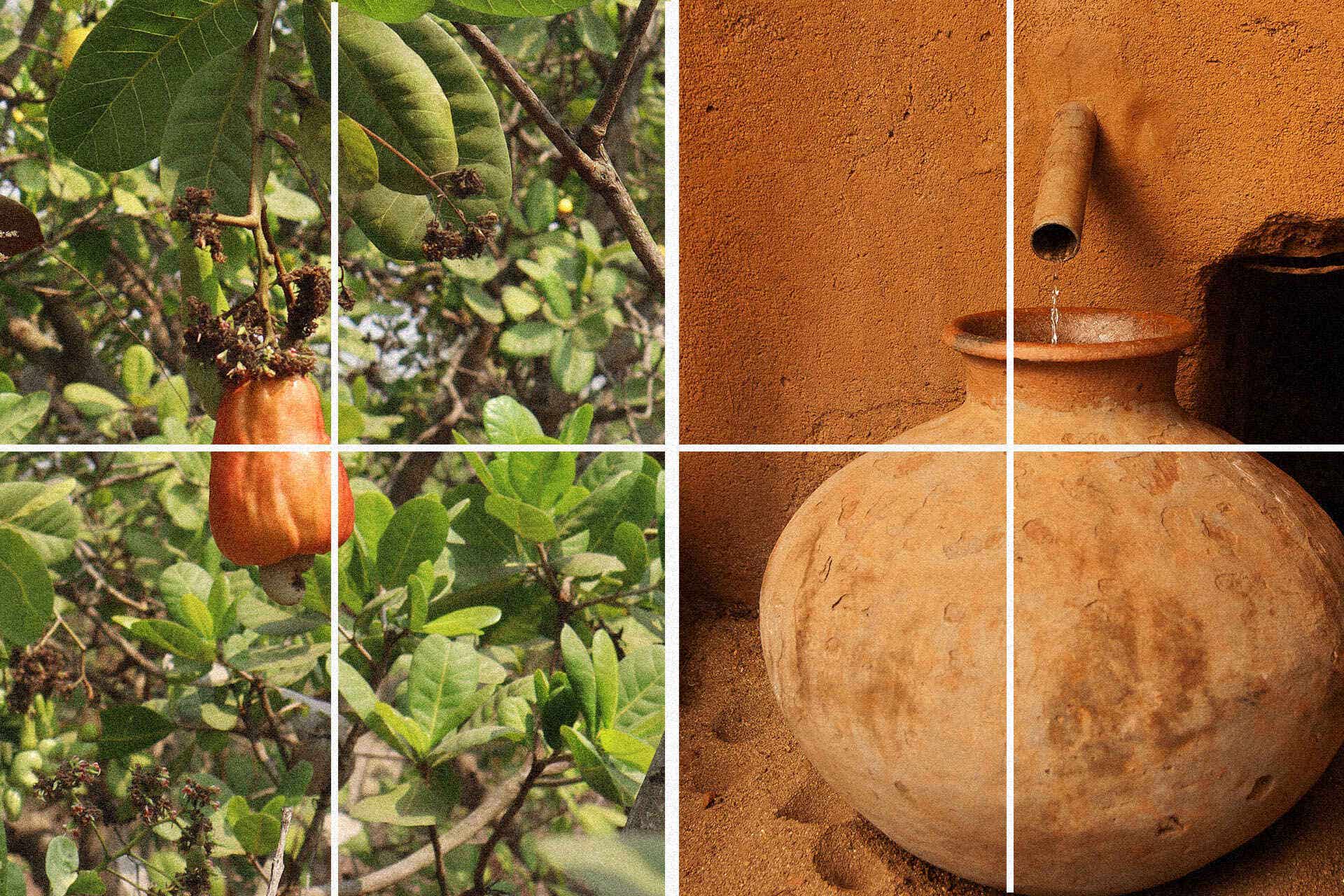 What Is Feni? | Wine Enthusiast