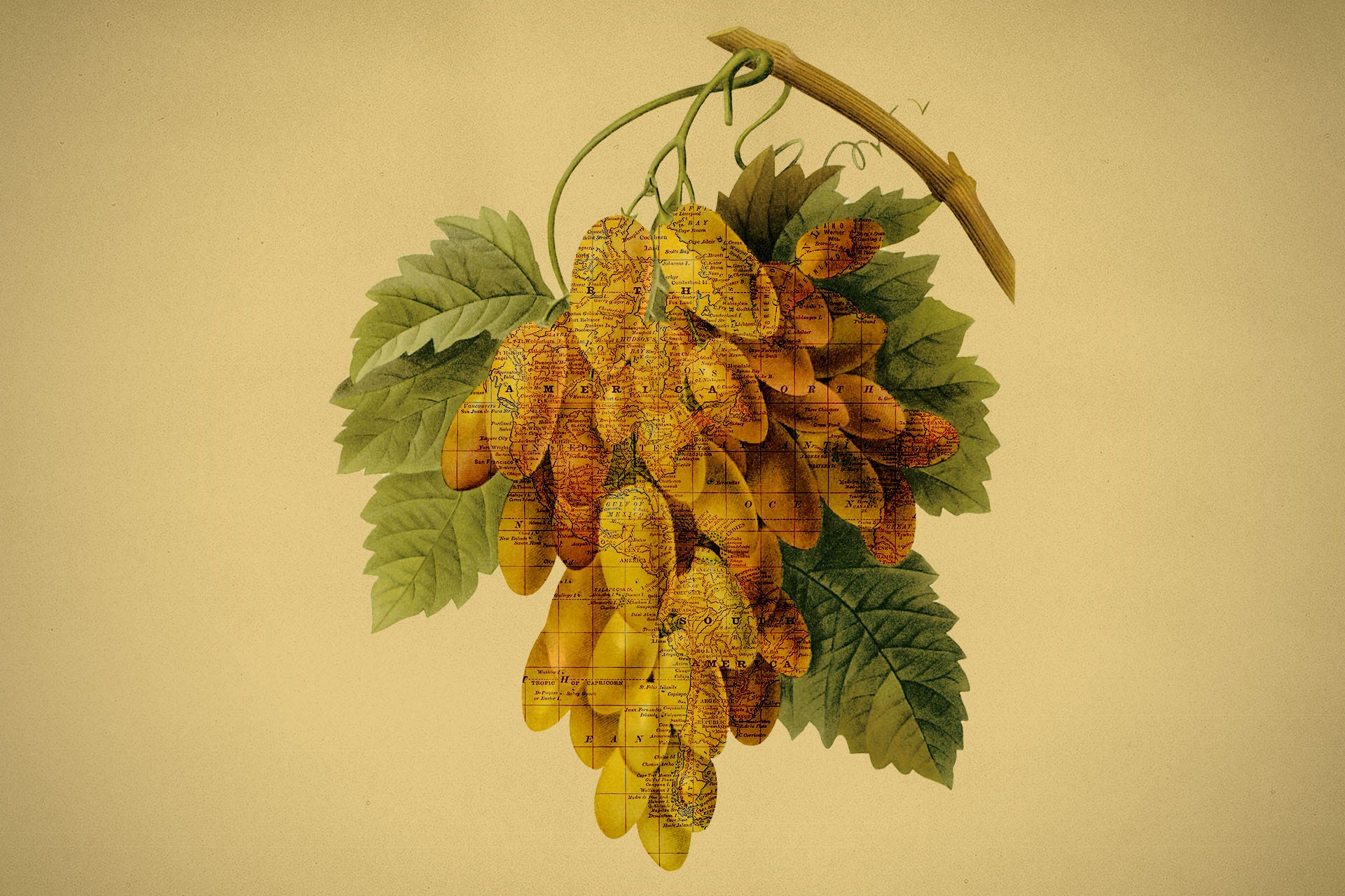 What Are Indigenous Grapes? | Wine Enthusiast