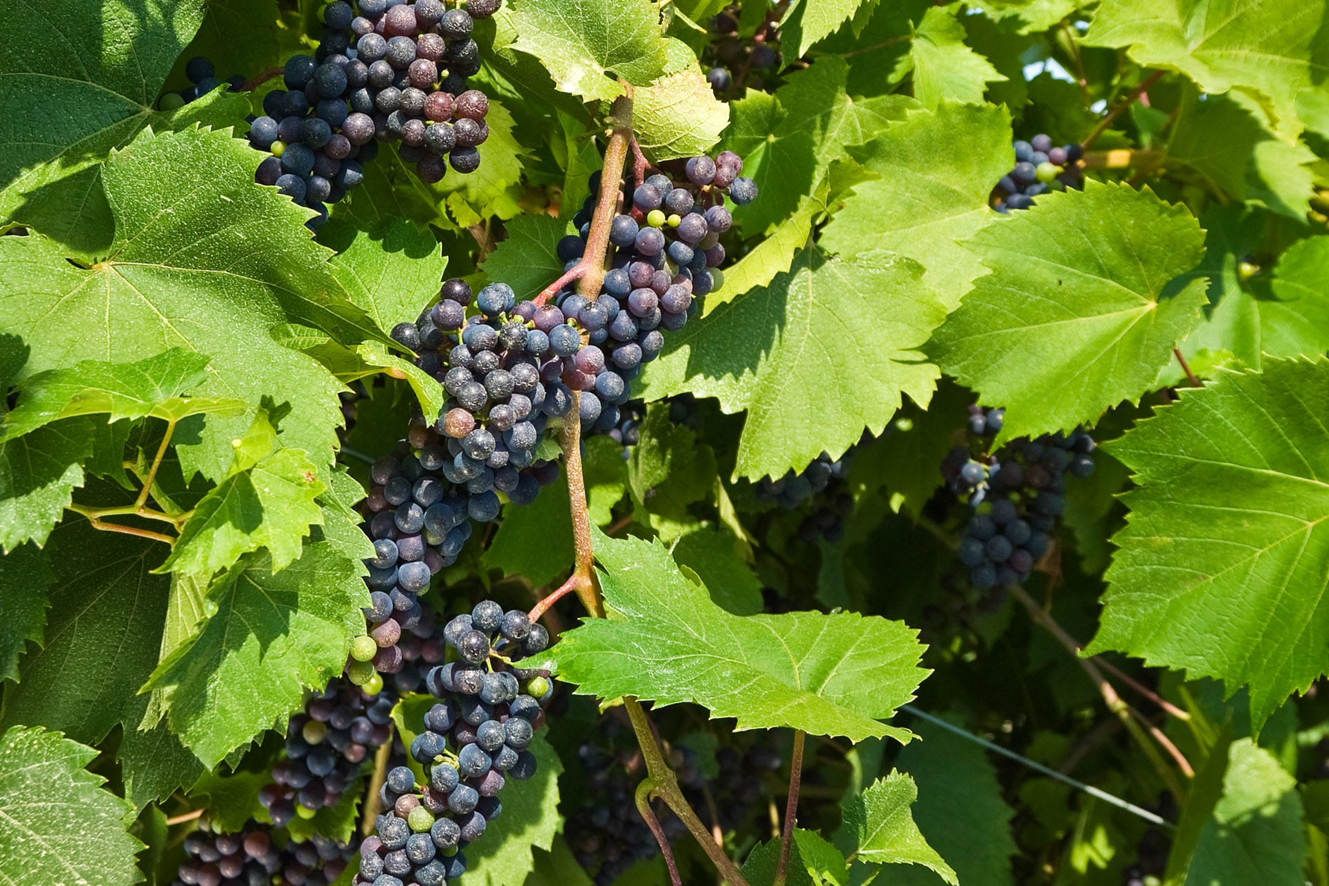 Cold-Hardy Baco Noir Is Thriving Under the California Sun | Wine Enthusiast