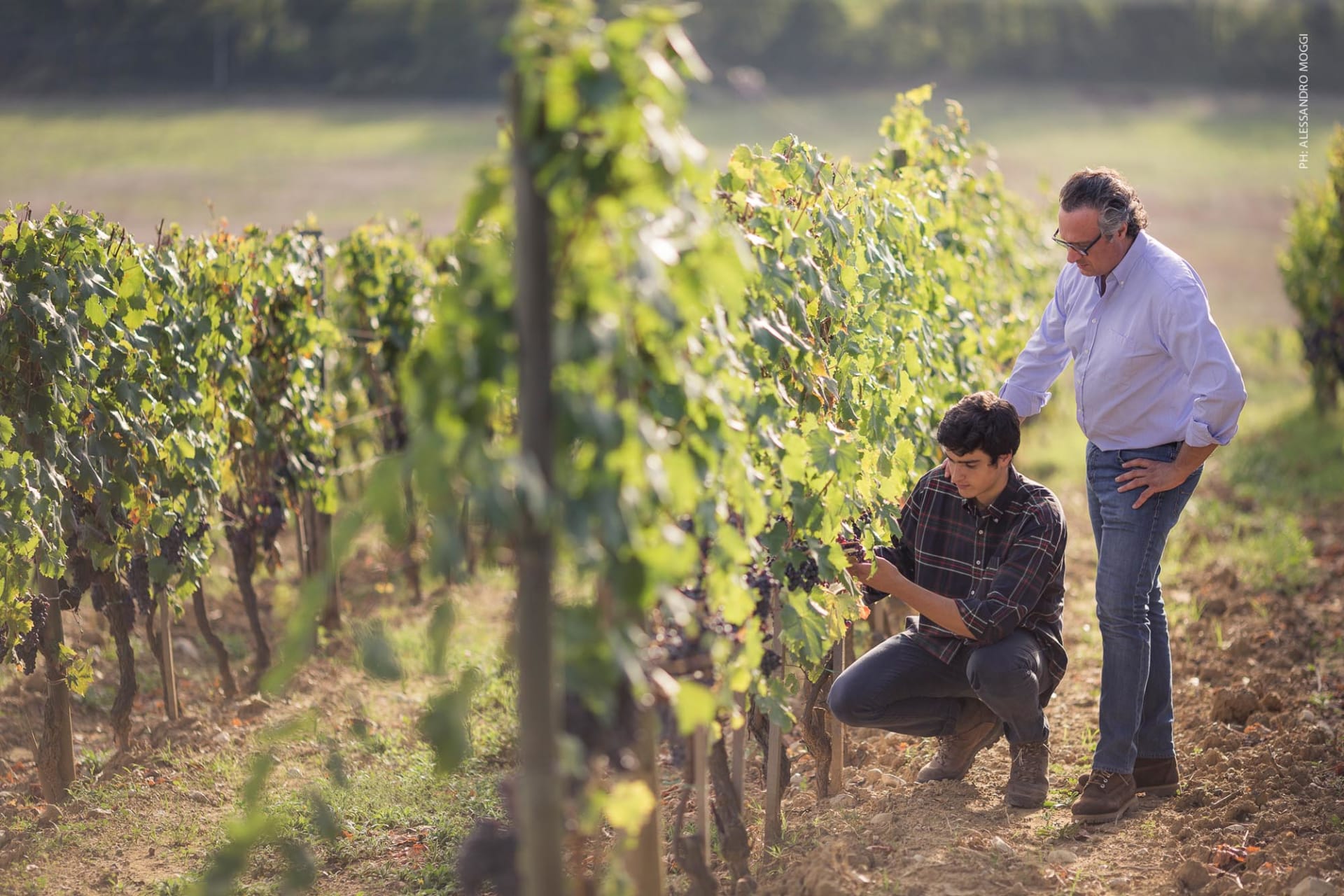 One Vine, One Territory, Six Estates: Piccini Family Unveils ...