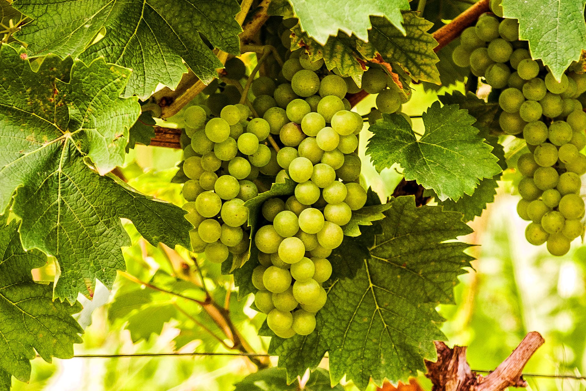 12 Essential Italian White Wine Grapes | Wine Enthusiast