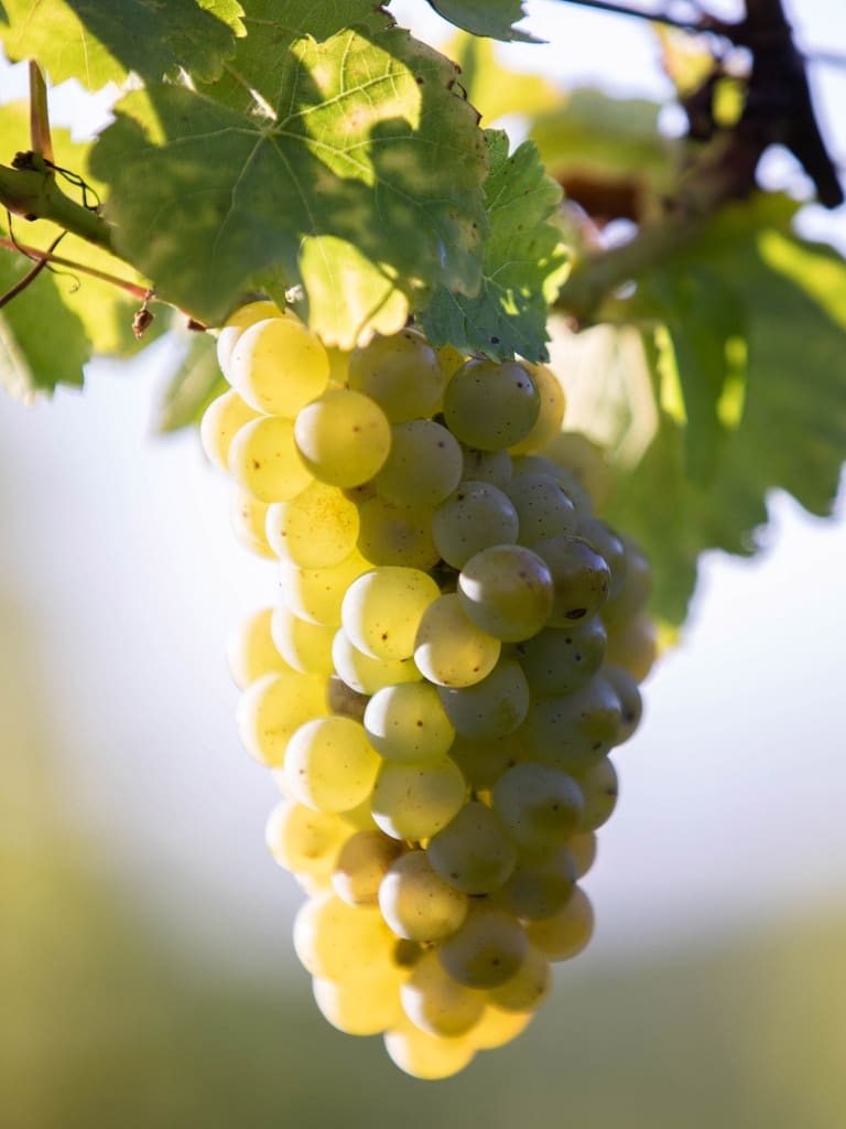 The Grapes of Alsace | Wine Enthusiast