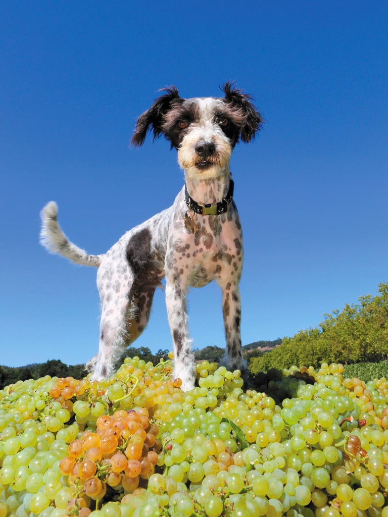 These Artists Made a Career Out of Photographing 'Wine Dogs' | Wine ...
