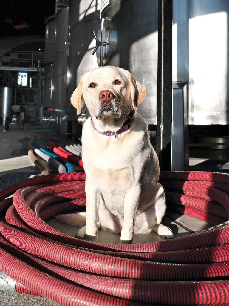 These Artists Made a Career Out of Photographing 'Wine Dogs' | Wine ...