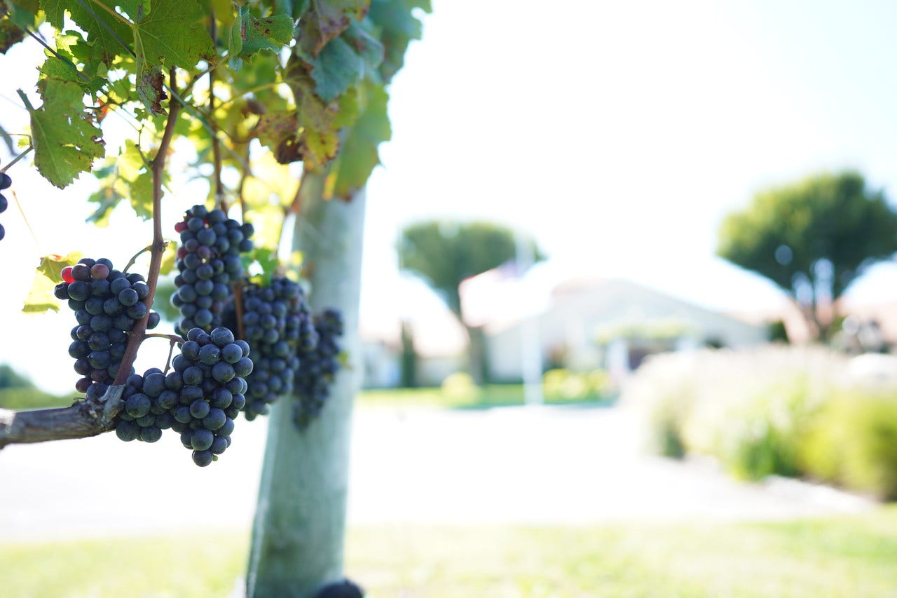 Raphael Vineyard & Winery | Wine Enthusiast