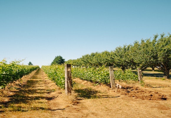 Evening Land Vineyards | Wine Enthusiast