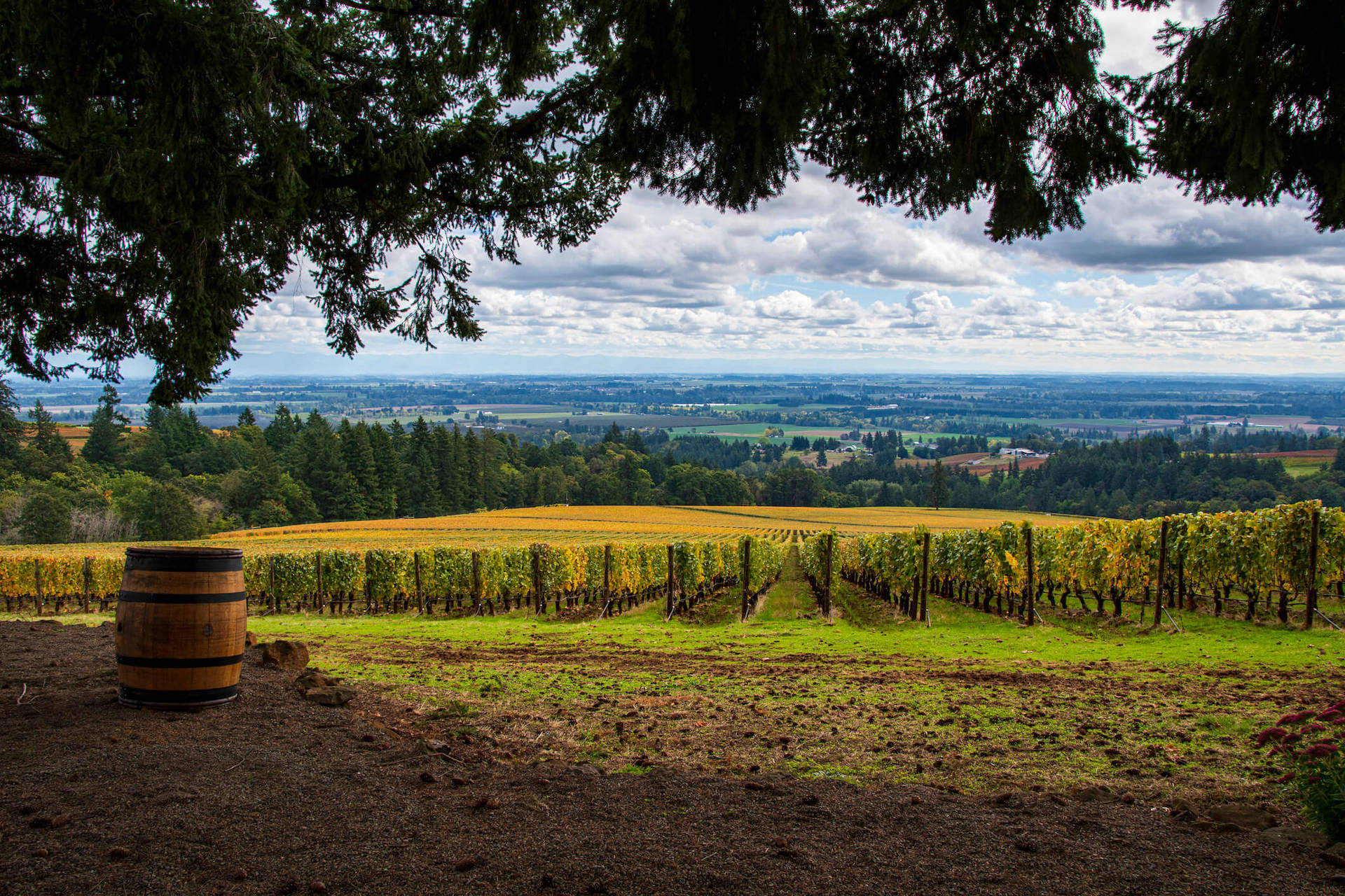 Paul Gregutt | Wine Enthusiast