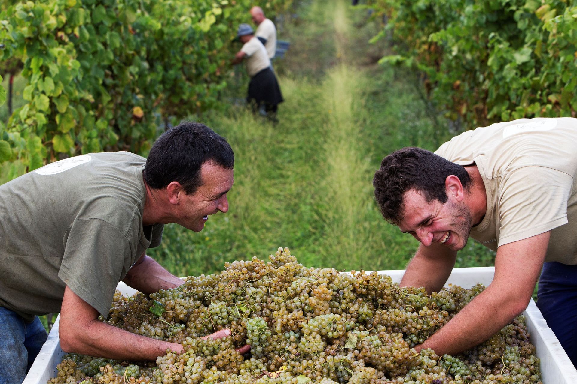 8 Things to Love About Vinho Verde, According the Waverly Inn's Wine ...