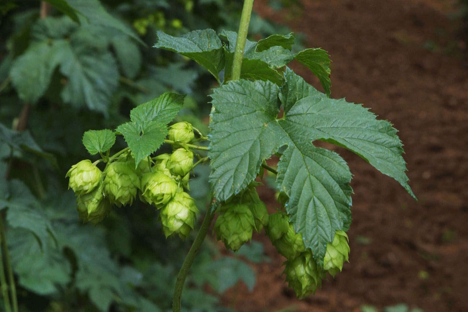 What Are Hops? A Beginner's Guide | Wine Enthusiast