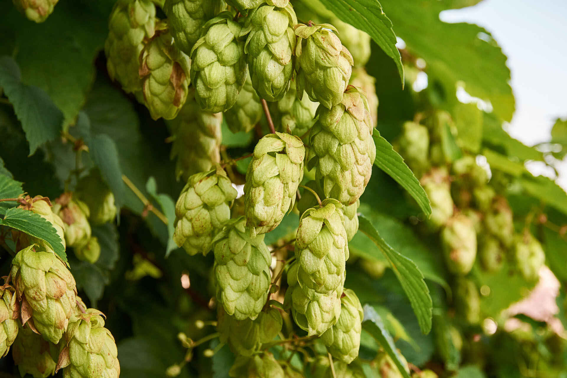 What Are Hops? A Beginner's Guide | Wine Enthusiast