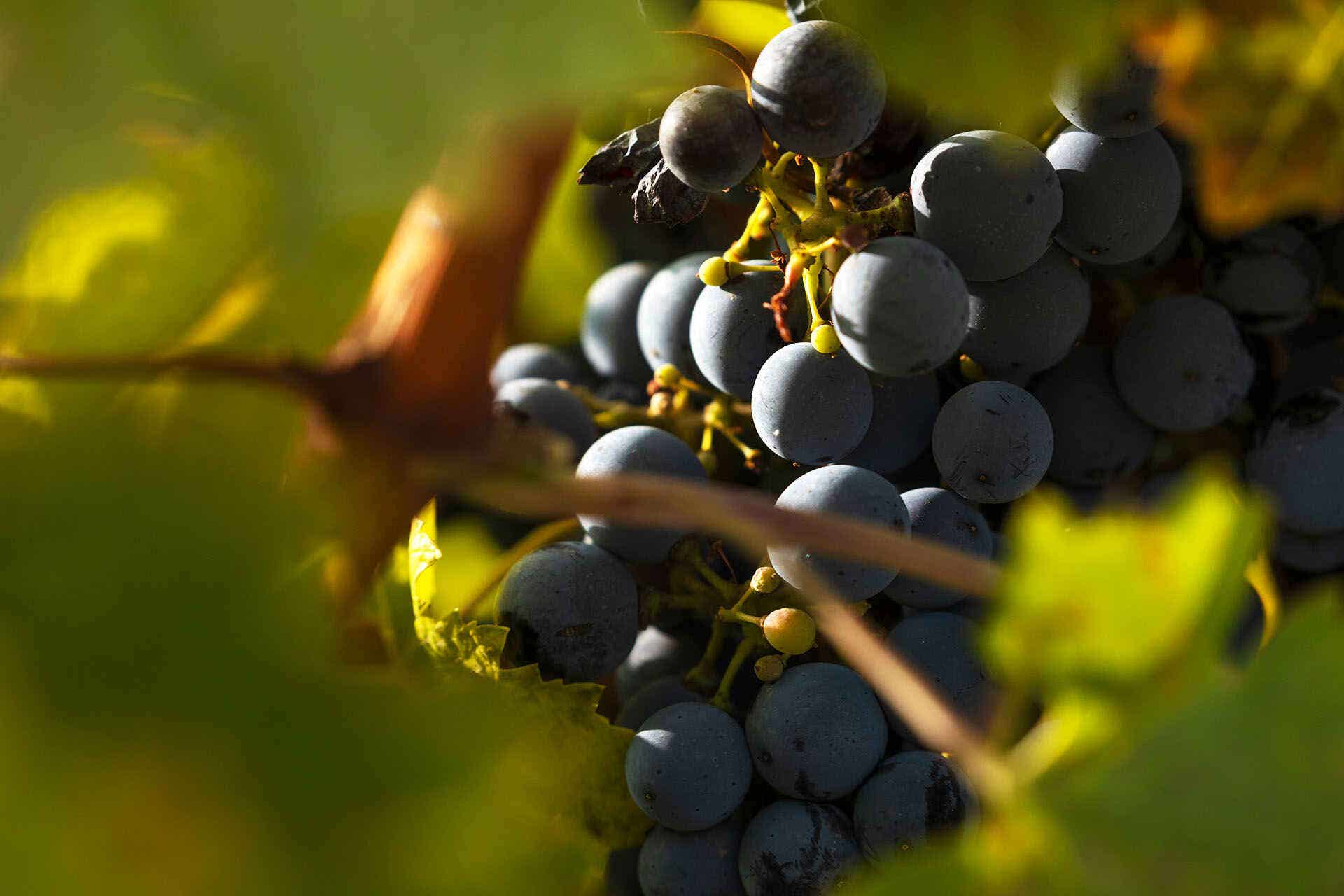 The Origins of Grenache, Mourvèdre and Carignan | Wine Enthusiast