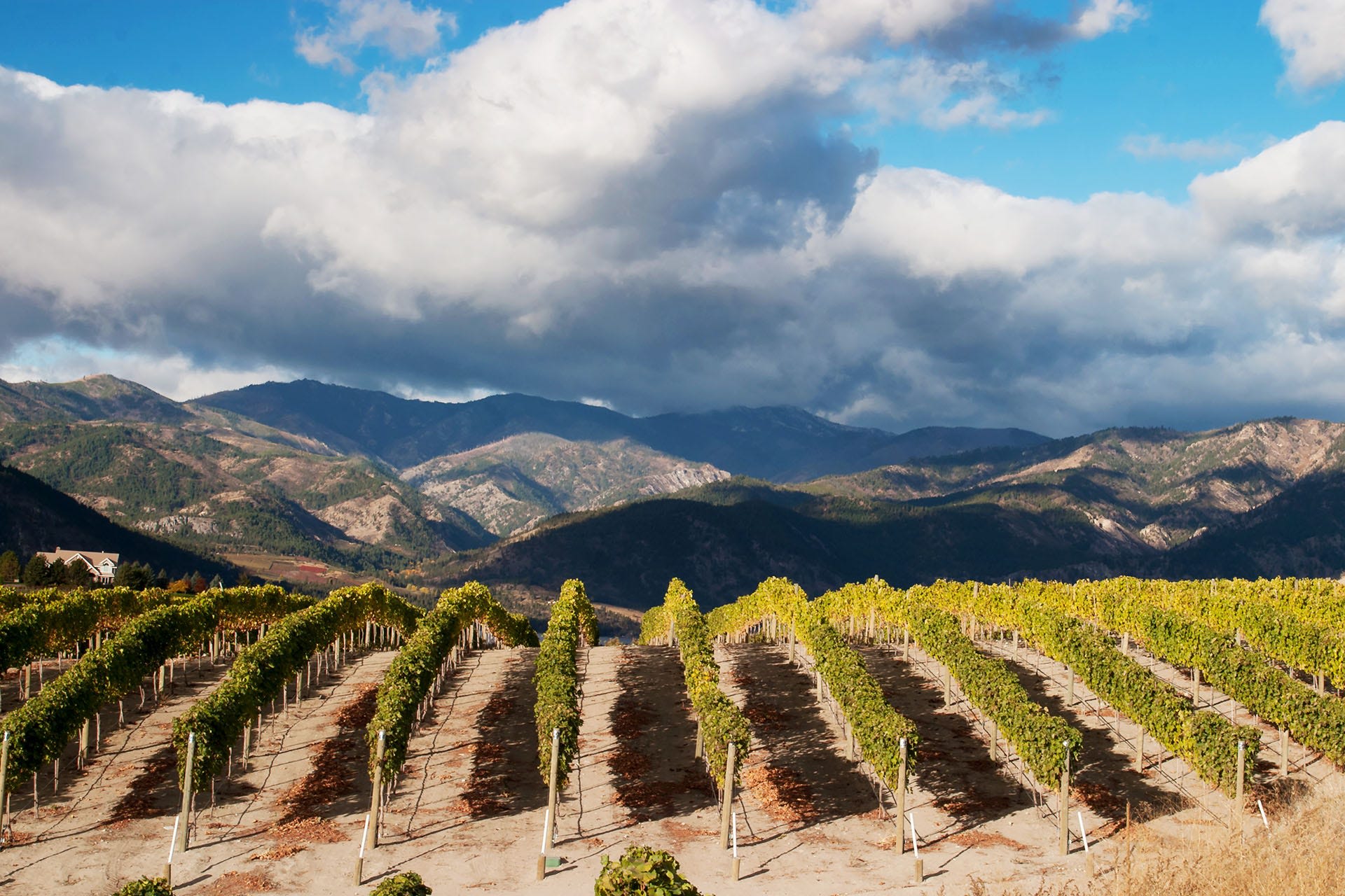 Do Dry-Farmed Vines Make Better Wine? | Wine Enthusiast