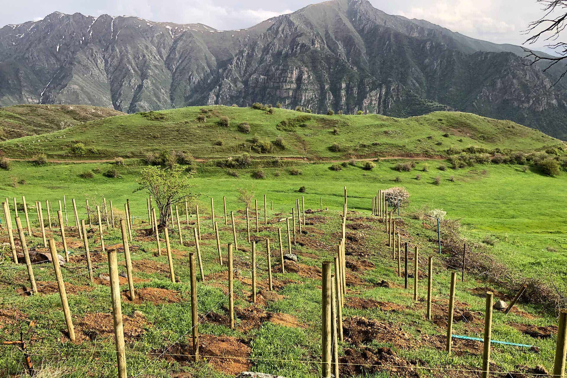 The New Era of Armenian Winemaking | Wine Enthusiast