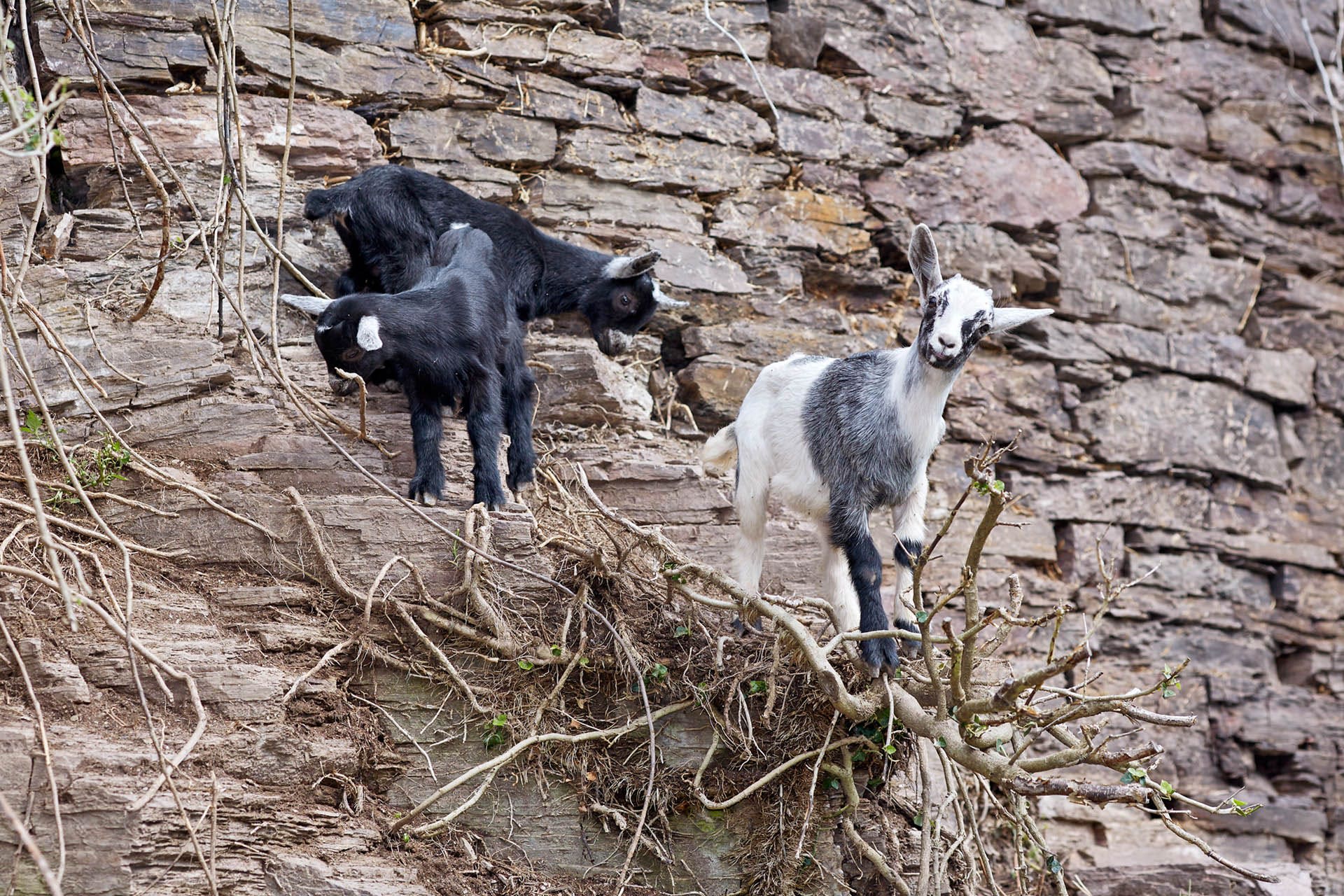 Understanding Slate Soils in Wine | Wine Enthusiast