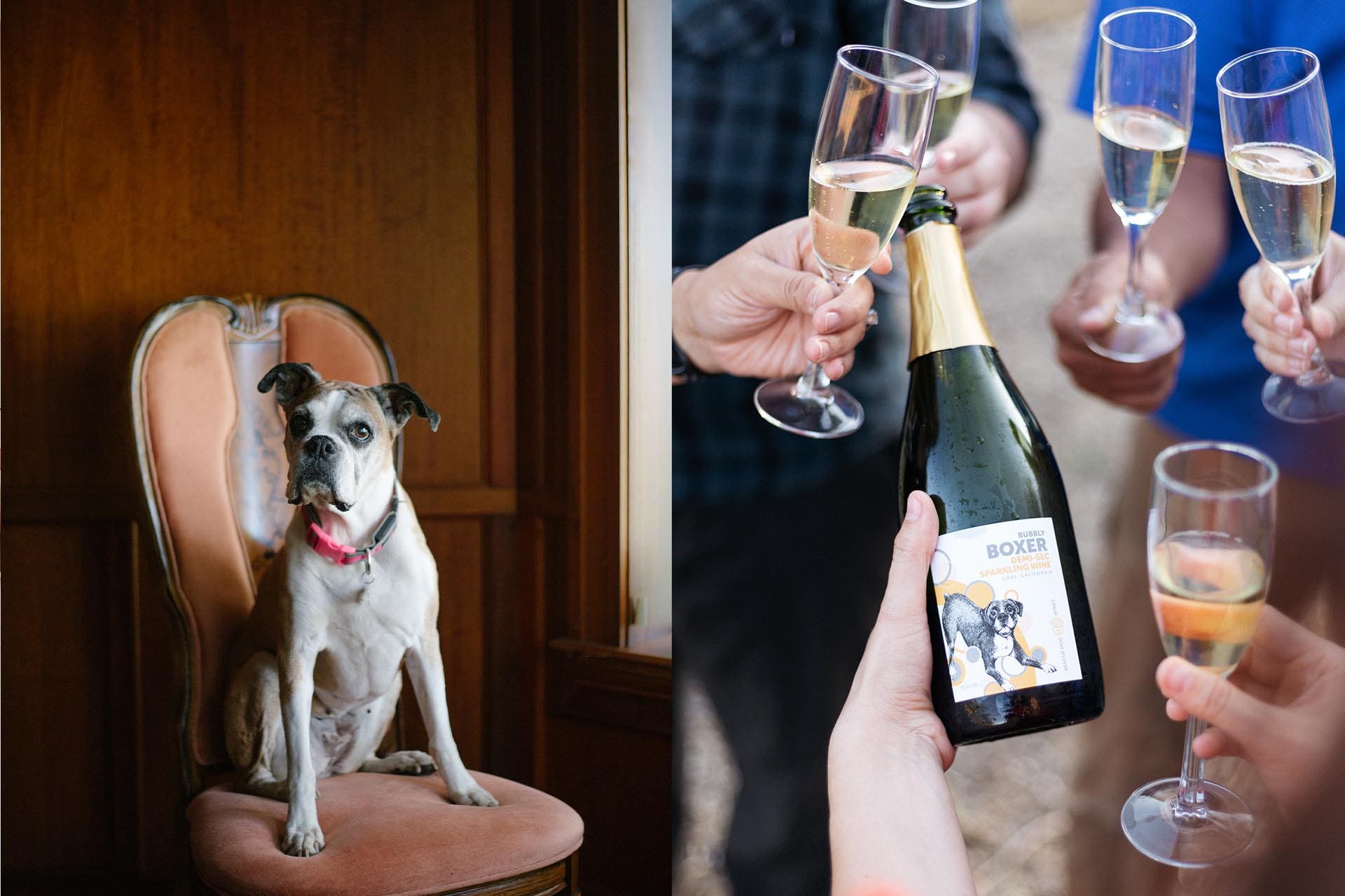 Must Love Dogs: 16 Wineries that Support Canine Causes | Wine Enthusiast