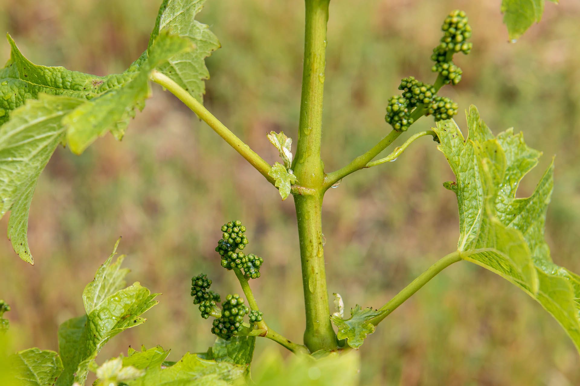 A Global Guide to Sémillon, A White Wine with Incredible Range | Wine ...
