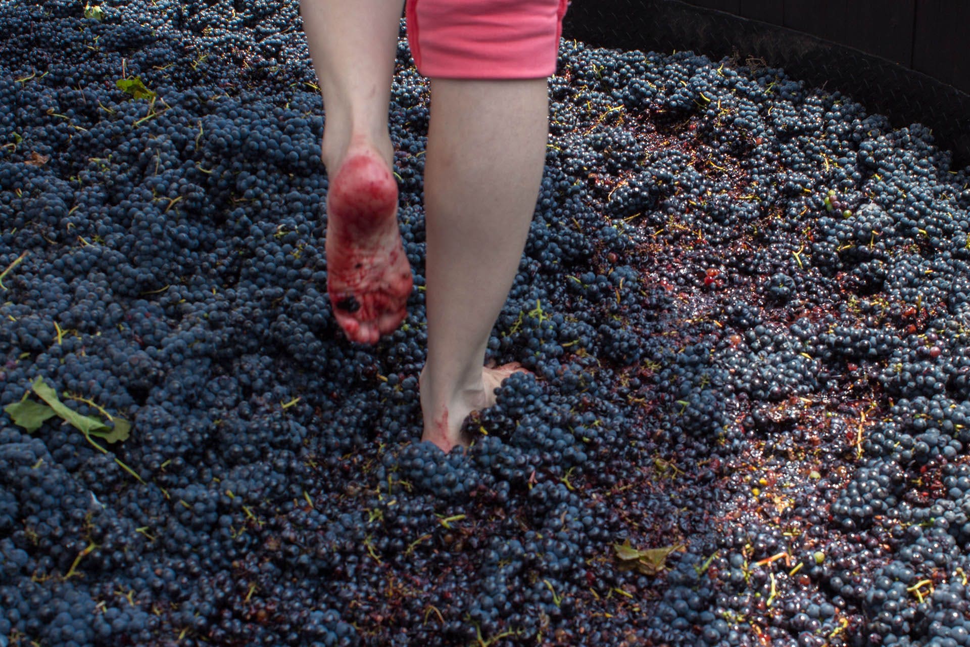 Grape Stomping is a Photogenic Process with Practical Benefits | Wine ...