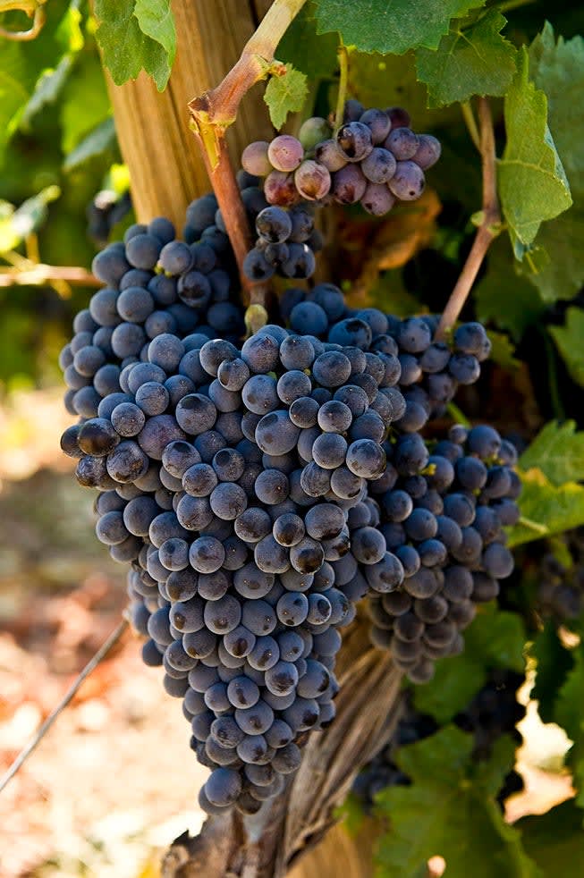 Corvo: A Sicilian Classic | Wine Enthusiast