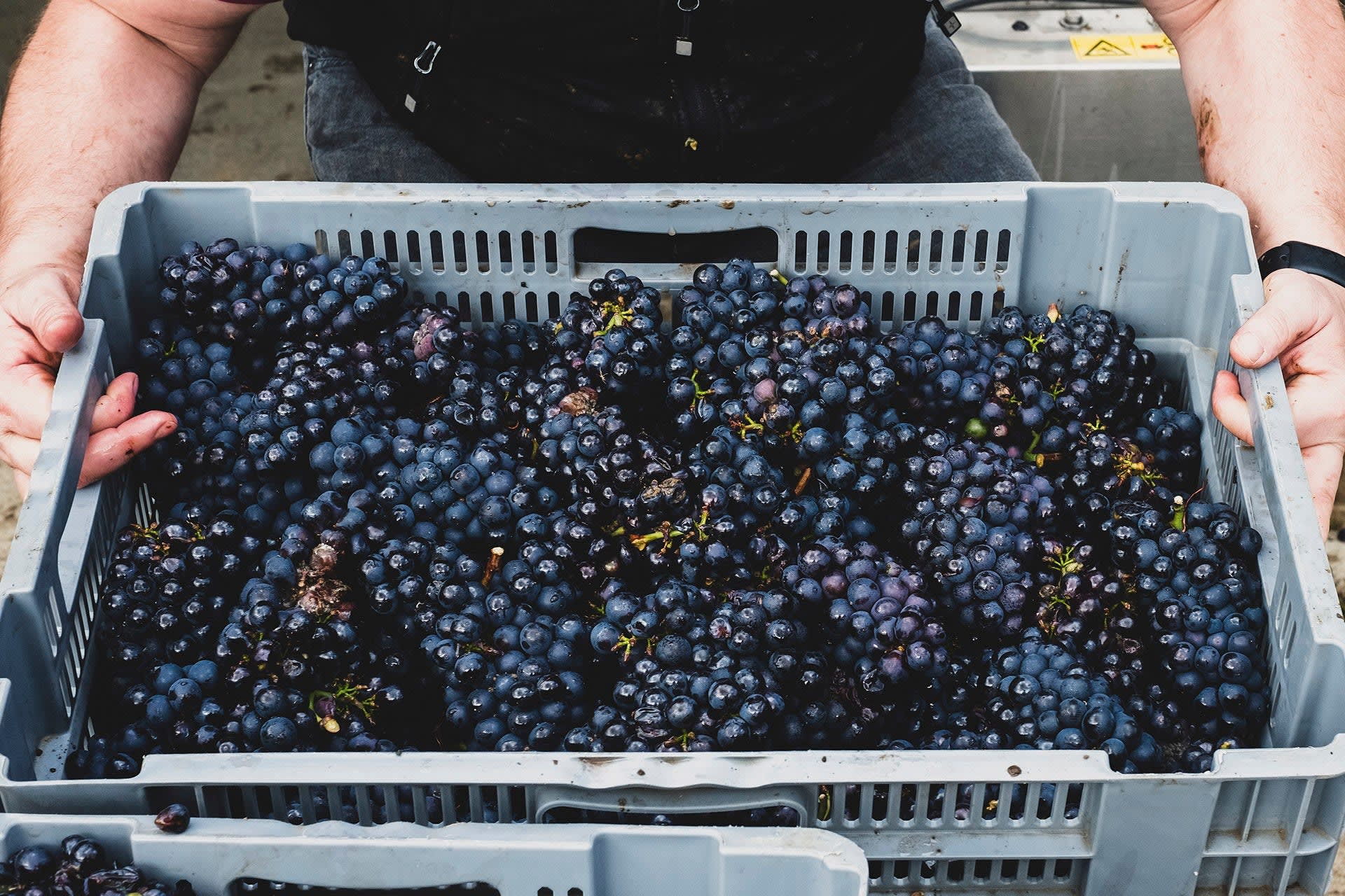 What is Carbonic Maceration? | Wine Enthusiast