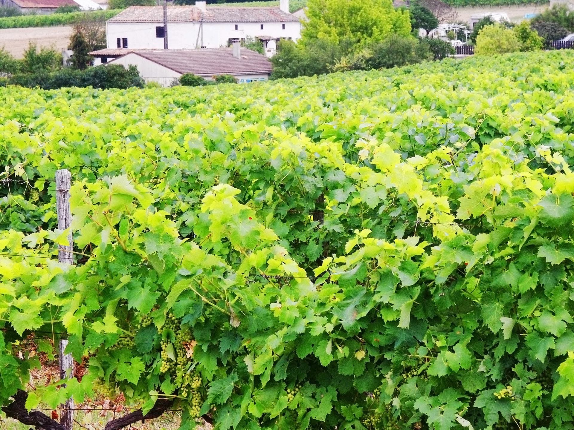 What You Need to Know About Cognac vs Armagnac | Wine Enthusiast