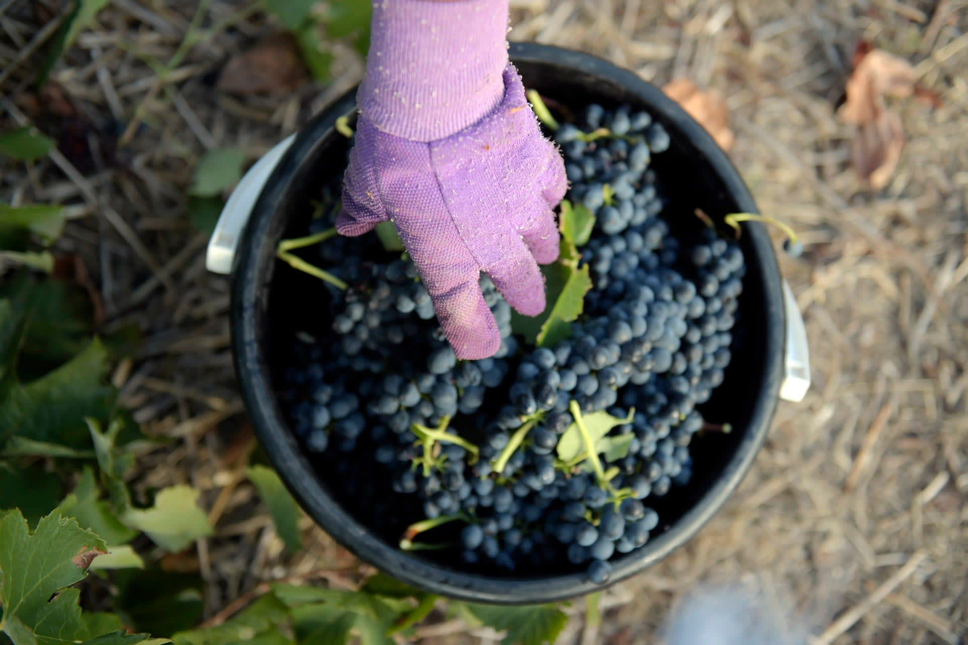 Everything You Need to Know About Syrah/Shiraz | Wine Enthusiast