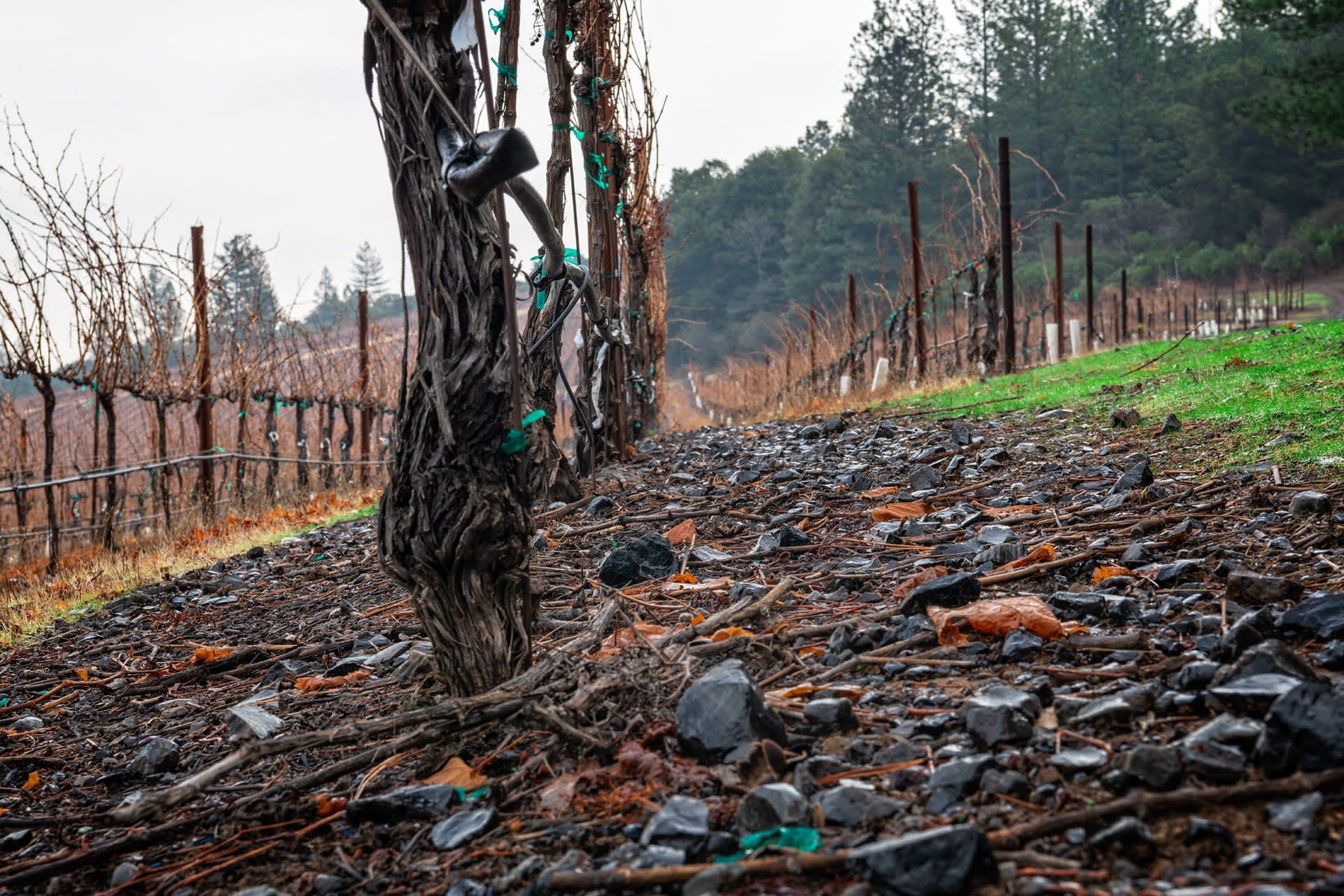 The Producers Behind California's Volcanic Wines | Wine Enthusiast