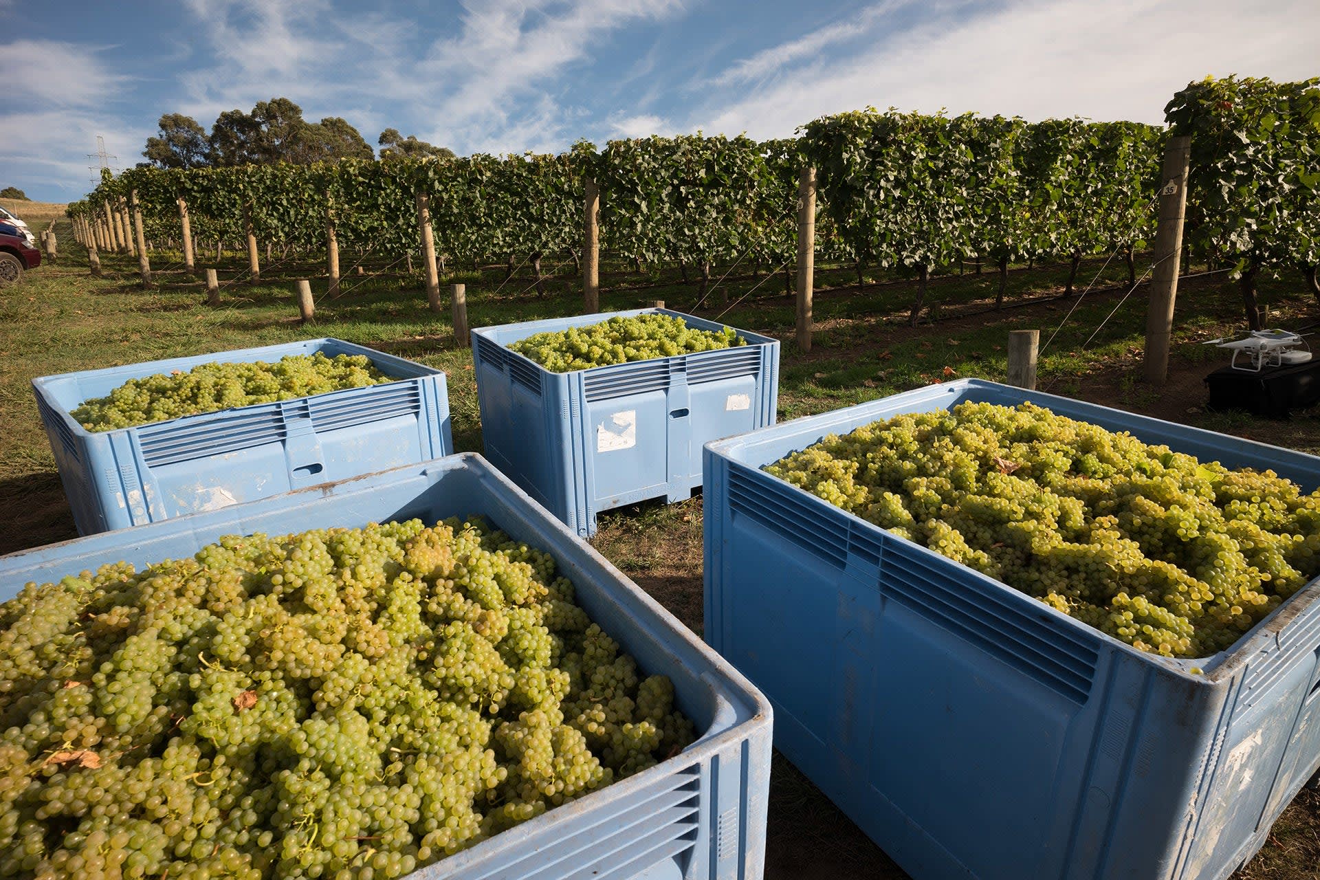 The Essential Guide to Chardonnay | Wine Enthusiast