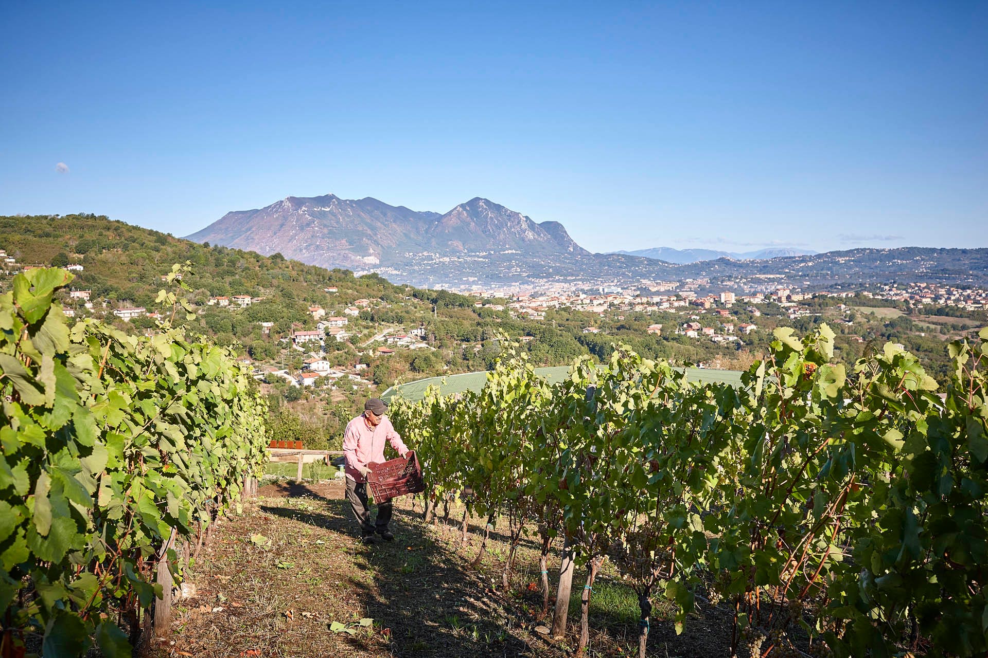 Fiano, Campania's Rising Star | Wine Enthusiast