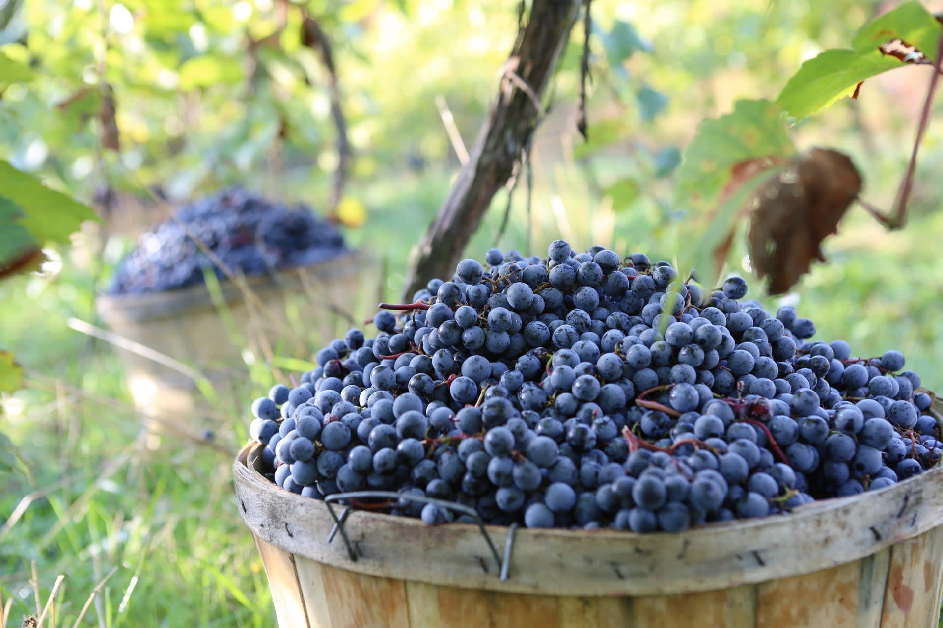 Everything You Never Knew About the Grapes of Austria | Wine Enthusiast