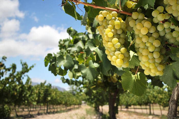 Your Guide to Five of the World's Most Popular Wine Grapes | Wine ...