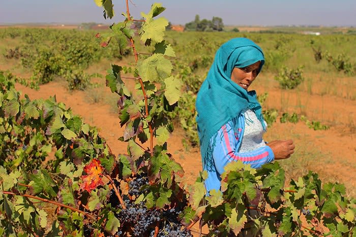 Exploring the History of Wine in Morocco | Wine Enthusiast