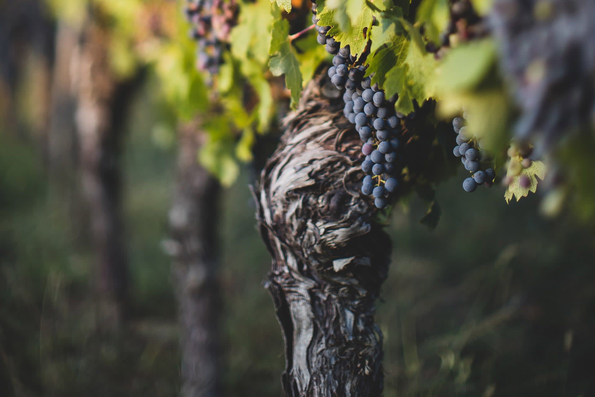 Discover Italy’s Old Vine Wines | Wine Enthusiast