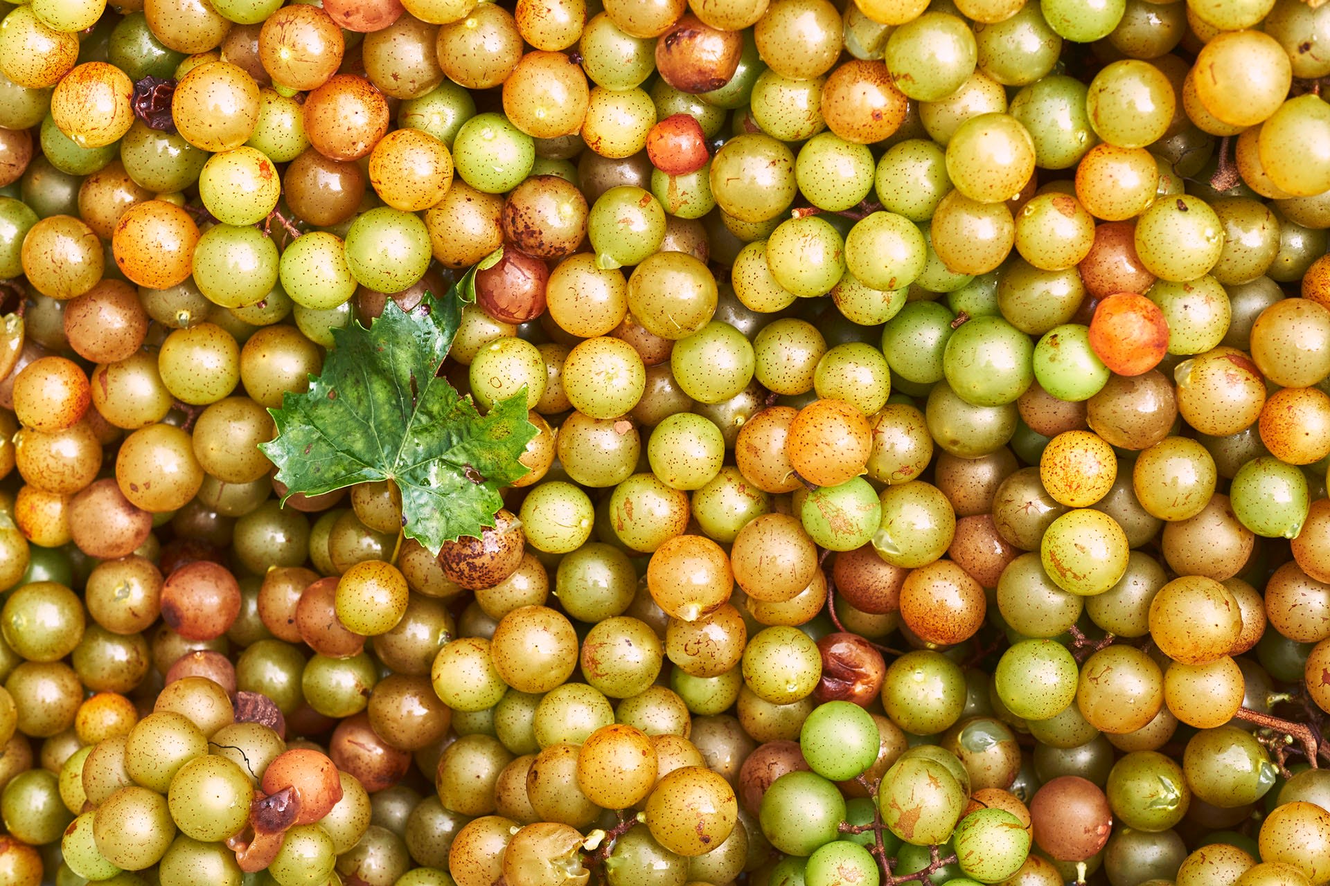 What Is Muscadine Wine—and Why it ‘Deserves Respect’ | Wine Enthusiast