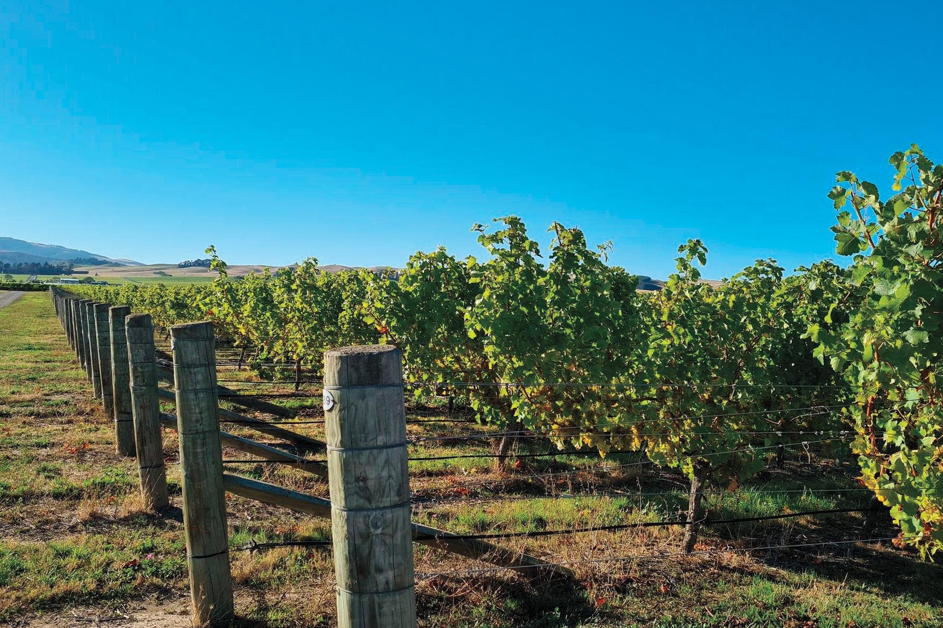 Indigenous Māori Winemakers are Guardians of New Zealand's Terroir ...