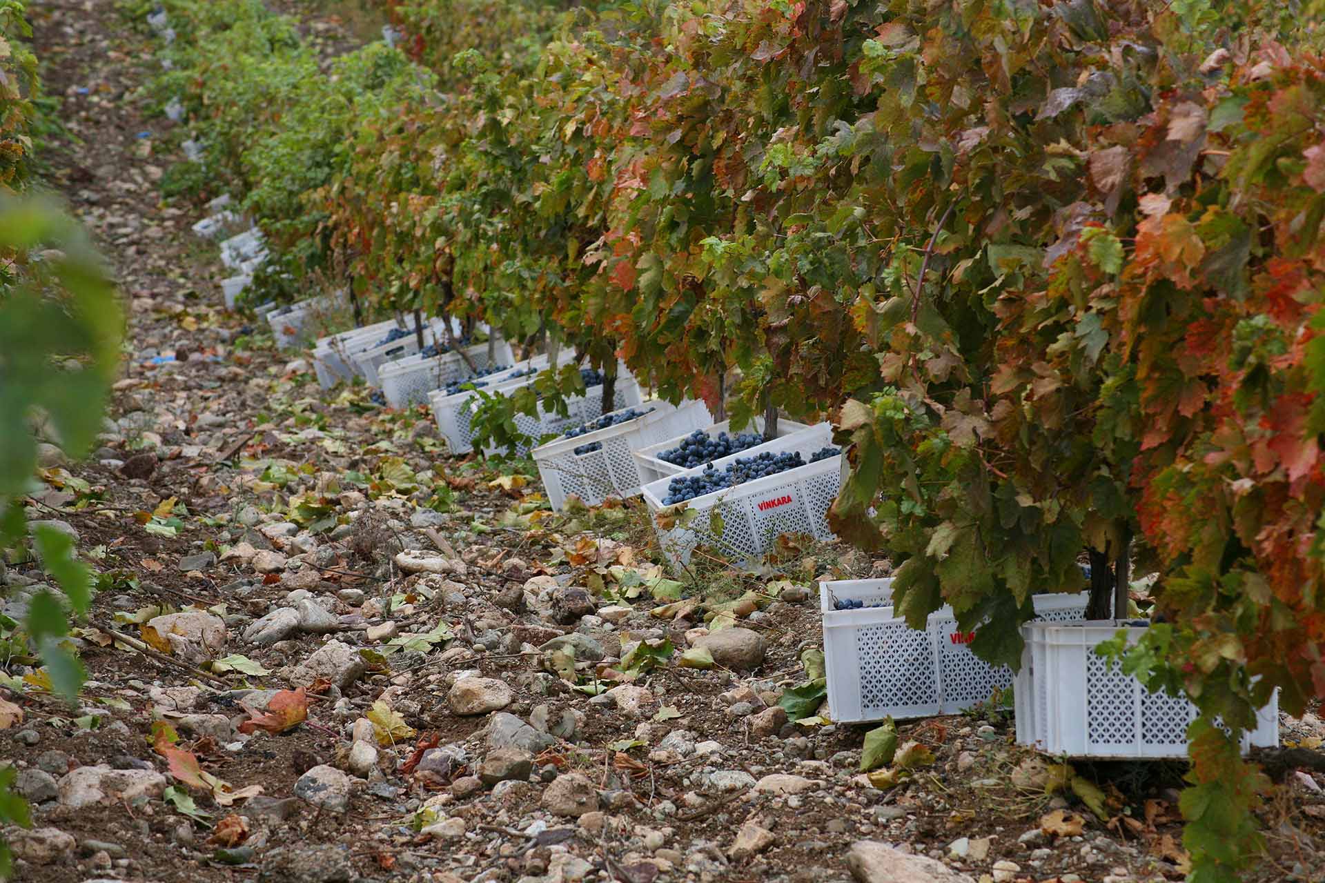 A Quick Guide to Turkish Wine | Wine Enthusiast