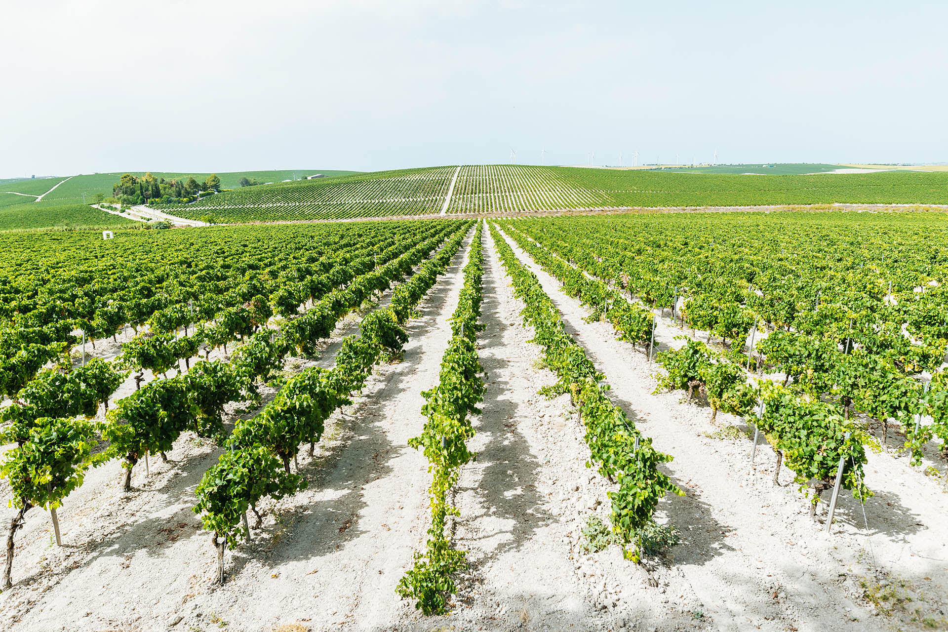 How Limestone Soil Affects Wine | Wine Enthusiast