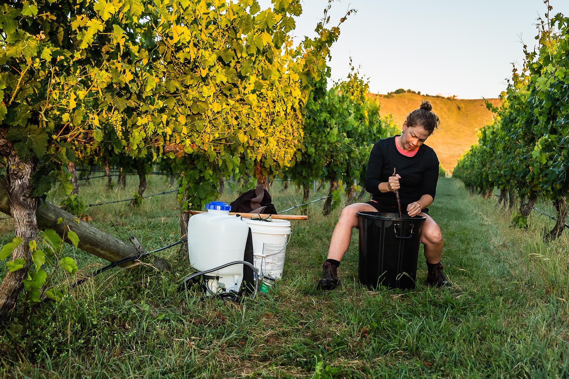 What to Know About New Zealand’s New Wave of Natural Wine | Wine Enthusiast