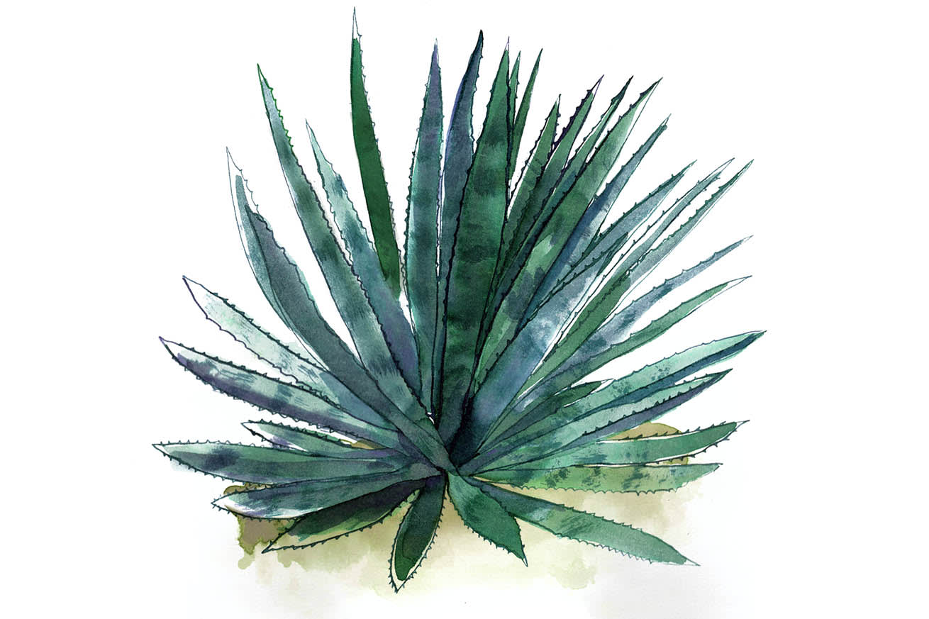 Your Guide to Mezcal—And Why Agave Type Matters | Wine Enthusiast