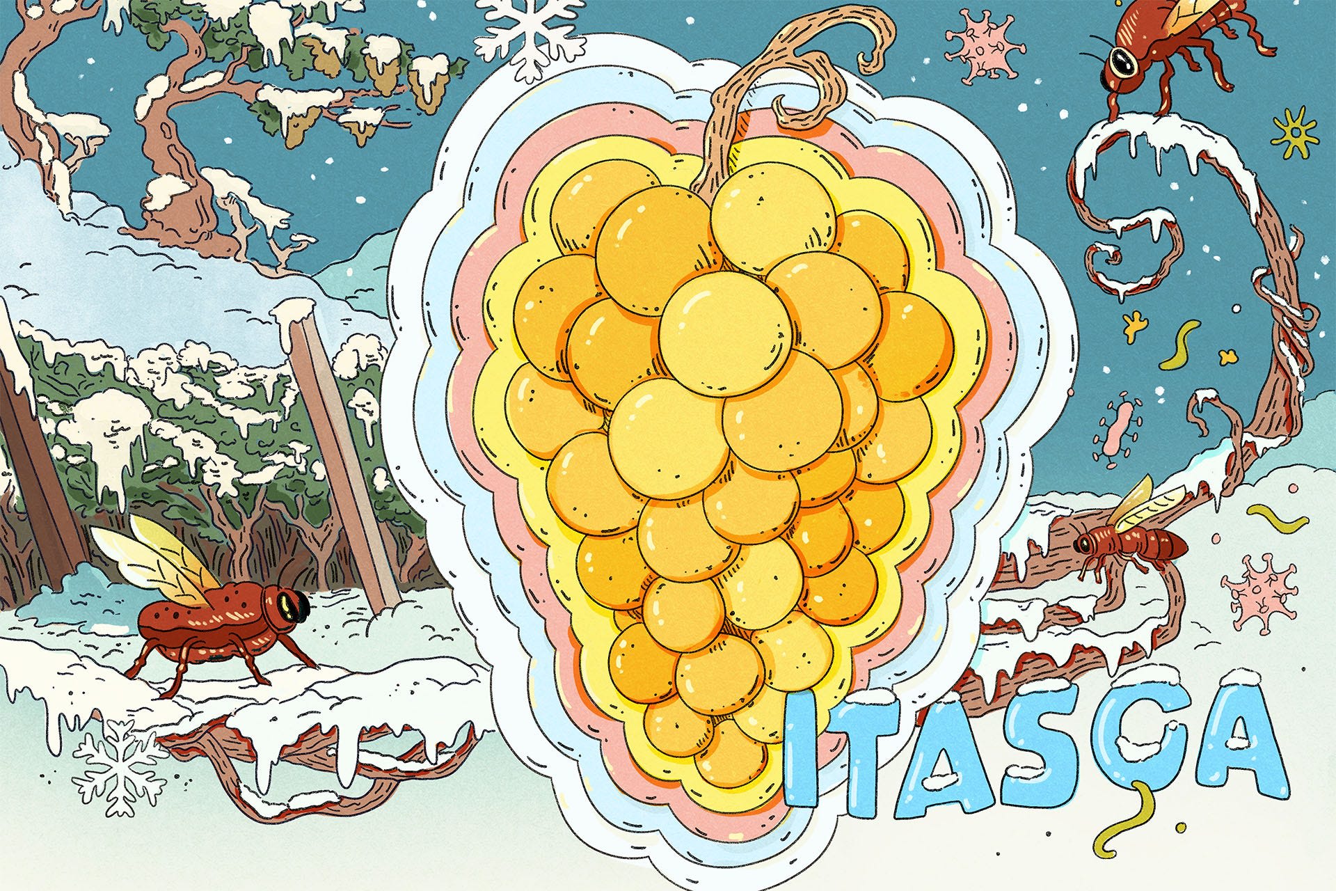 Itasca, a Grape That Can Stand Up to the Midwest’s Polar Vortexes ...